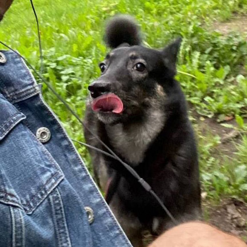 Собака в добрые руки отдам бесплатно