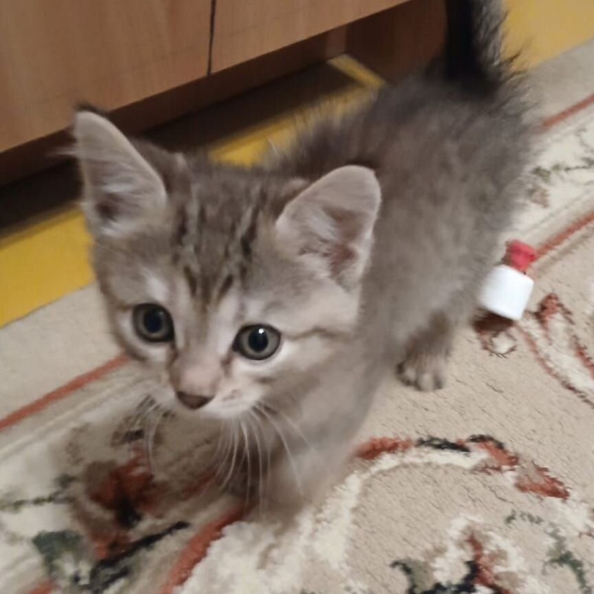 Отдадим в добрые руки кошечку