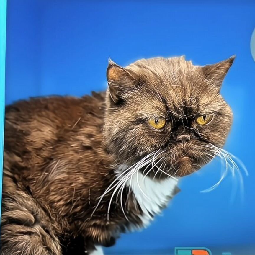 Персидская кошка, взрослая