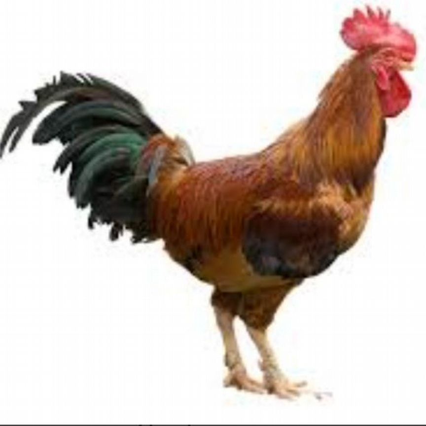 Молодые петухи