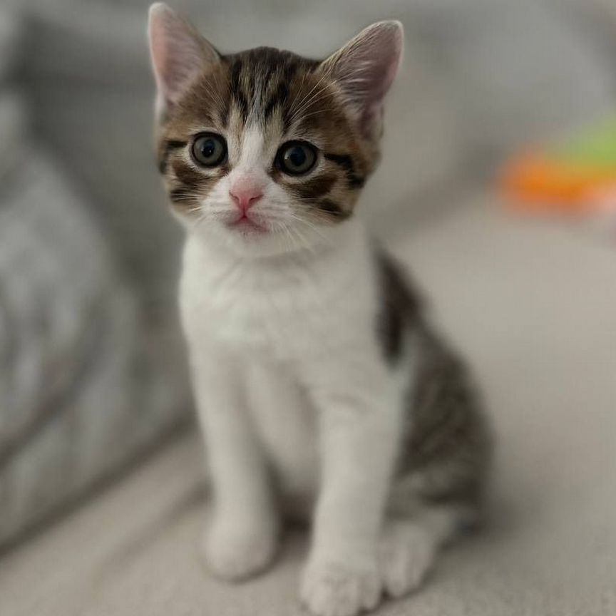 Котенок в добрые руки