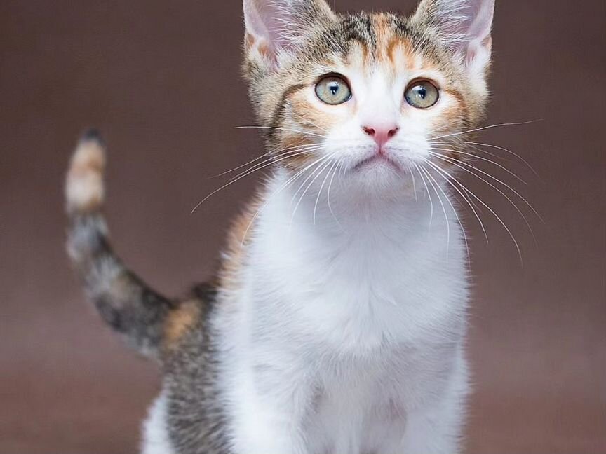 Котенок в дар