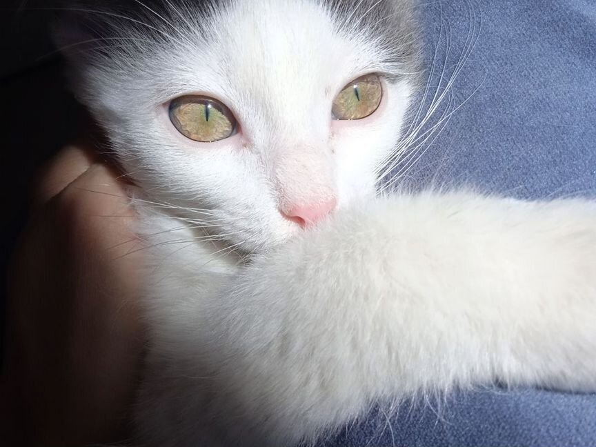 Нежнейший котёнок, девочка ищет дом