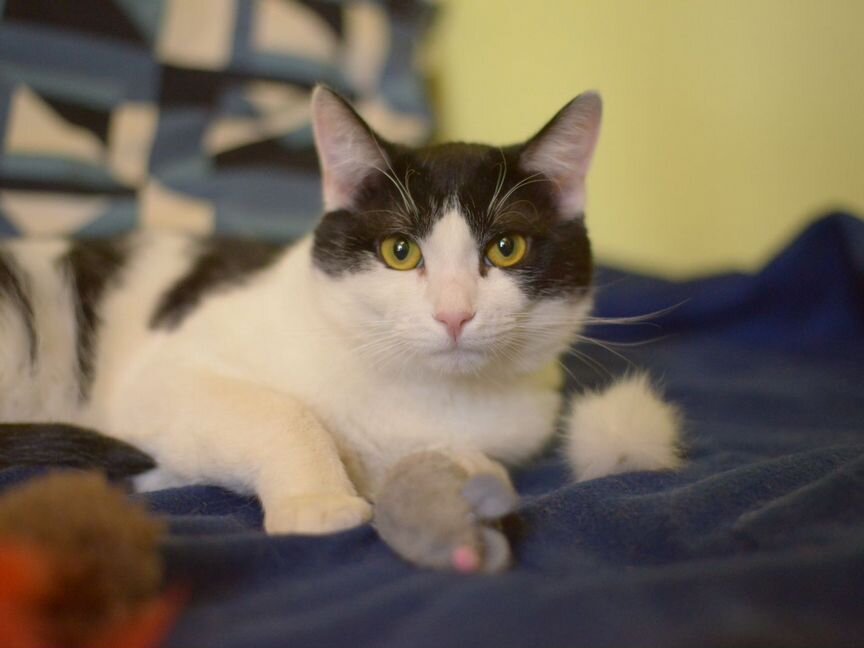 Котик Тигра ищет дом