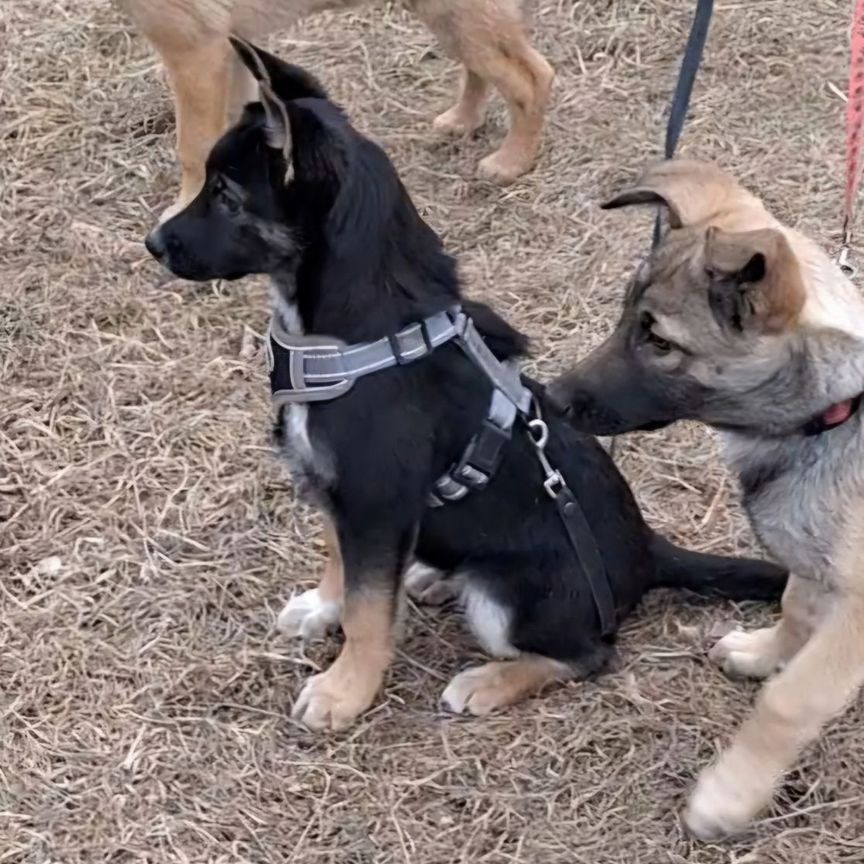 Щенок в добрые руки