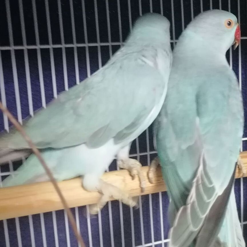 Попугай ожереловый 25000