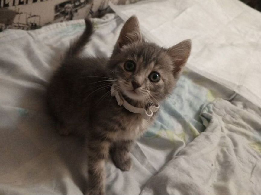 Кошечка