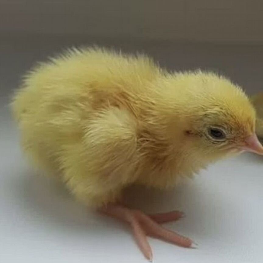 Перепела суточные