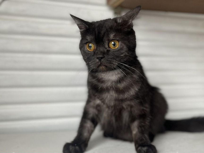 Шотланская кошка страйт с метрикой