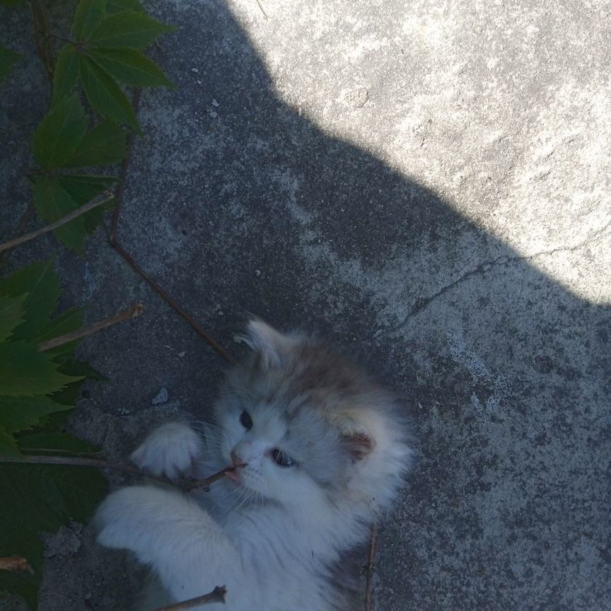 Котята
