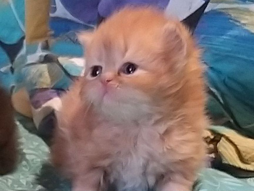 Персидские котята