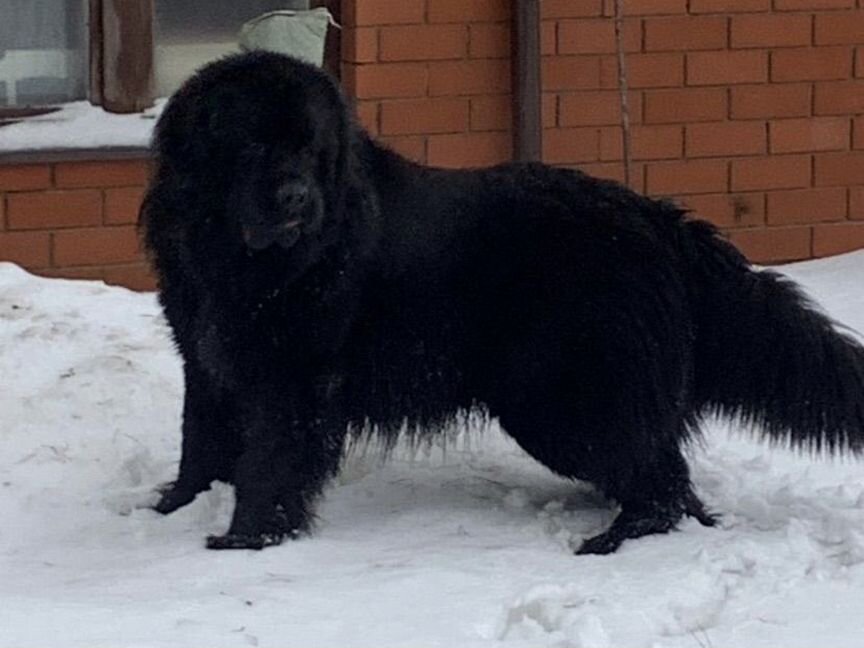 Ньюфаундленд вязка