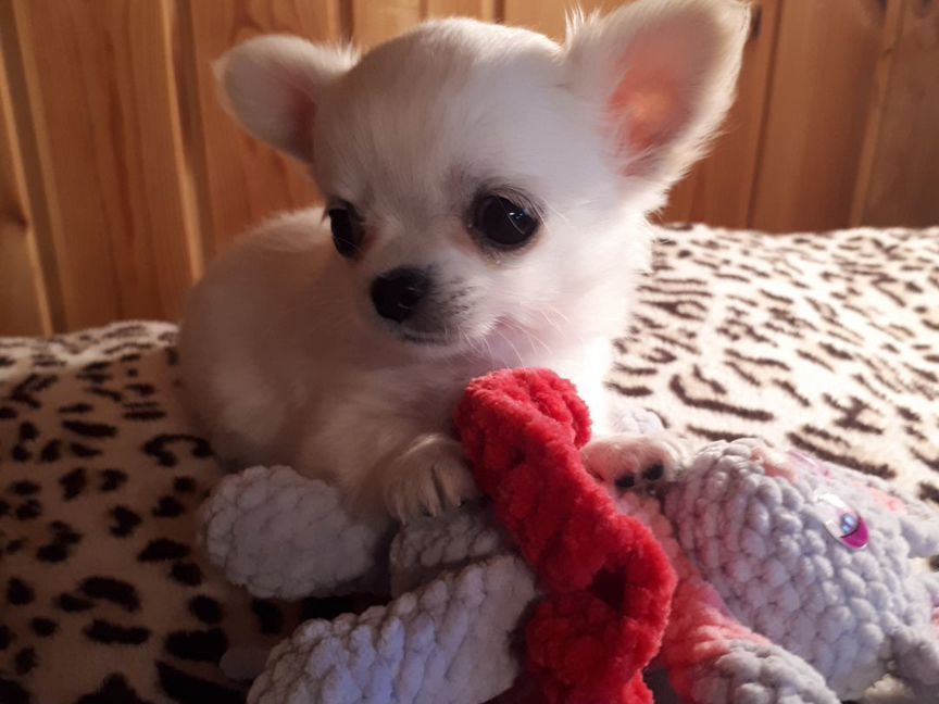 Охрана для кармана