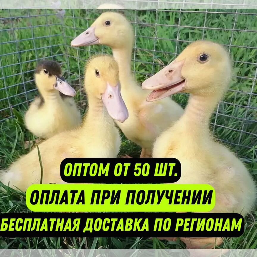 Утята муларды оптом доставка бесплатная