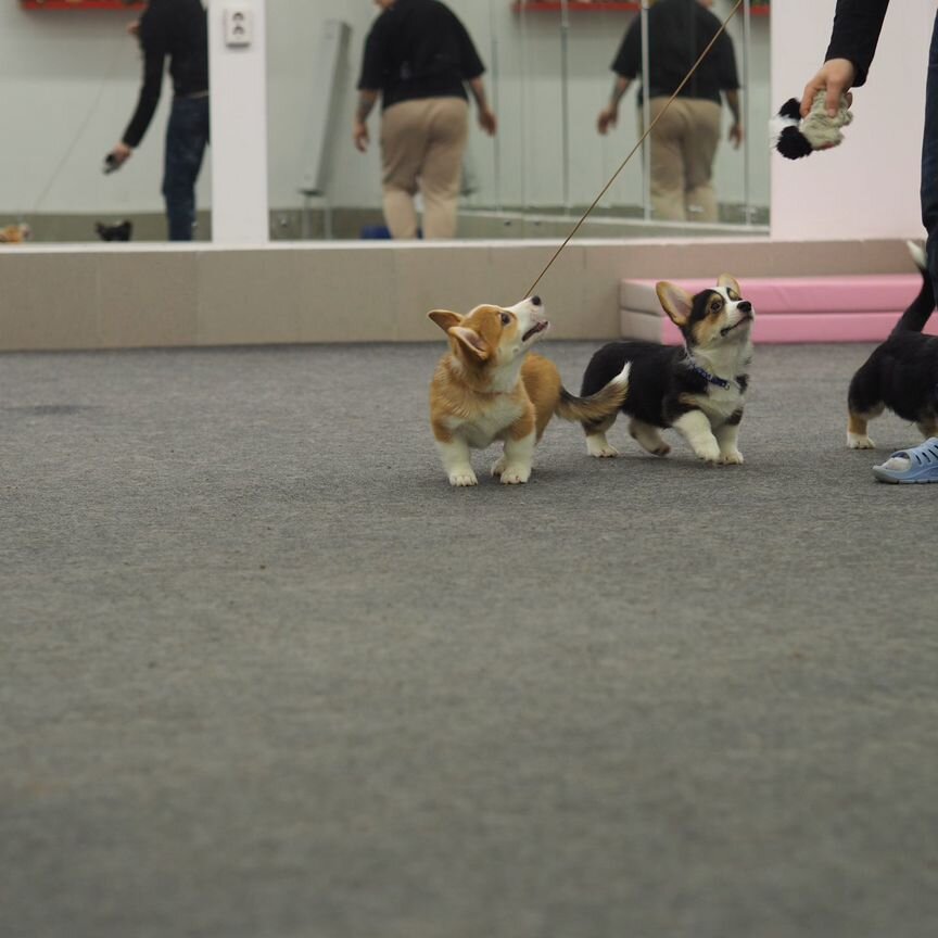 Вельш-корги пемброк