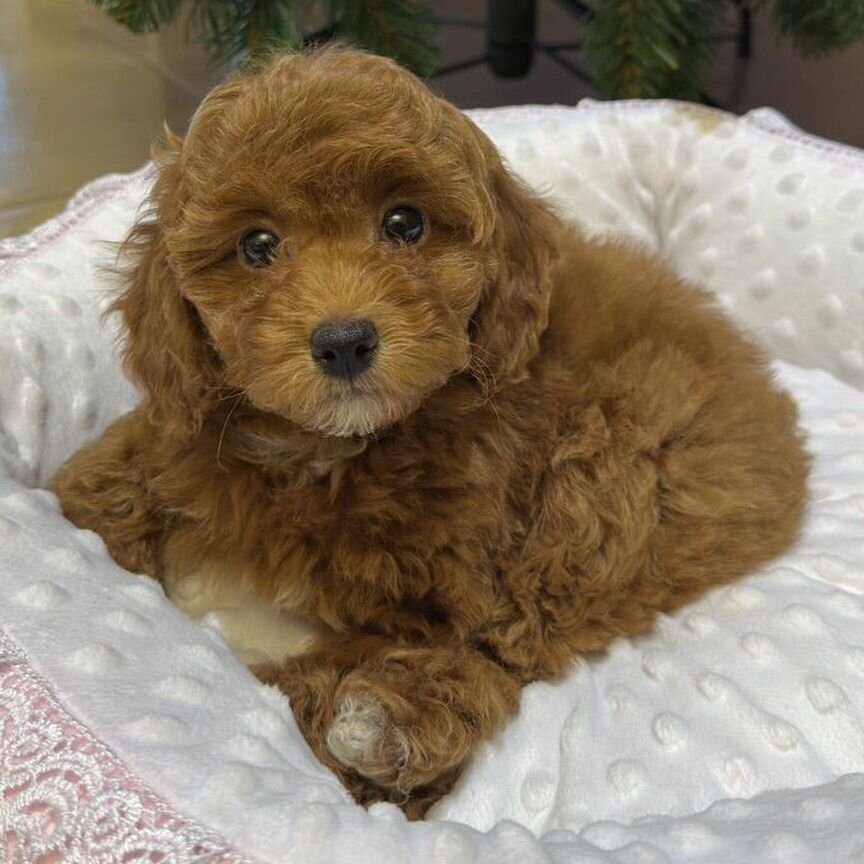 Той-пудель девочка красная РКФ