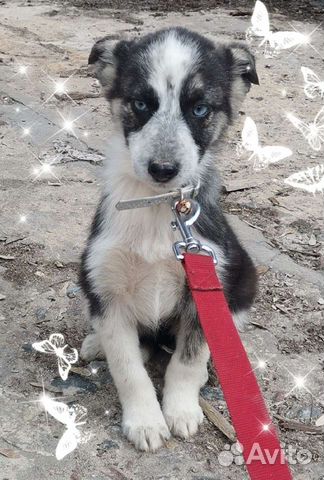 Голубоглазая Лилу ищет дом