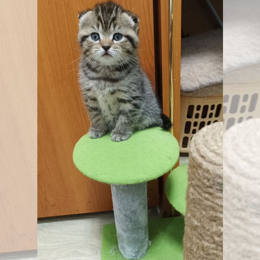 Породистые шотландские котята