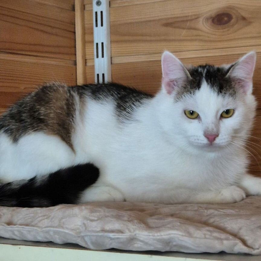 Котик 7 месяцев