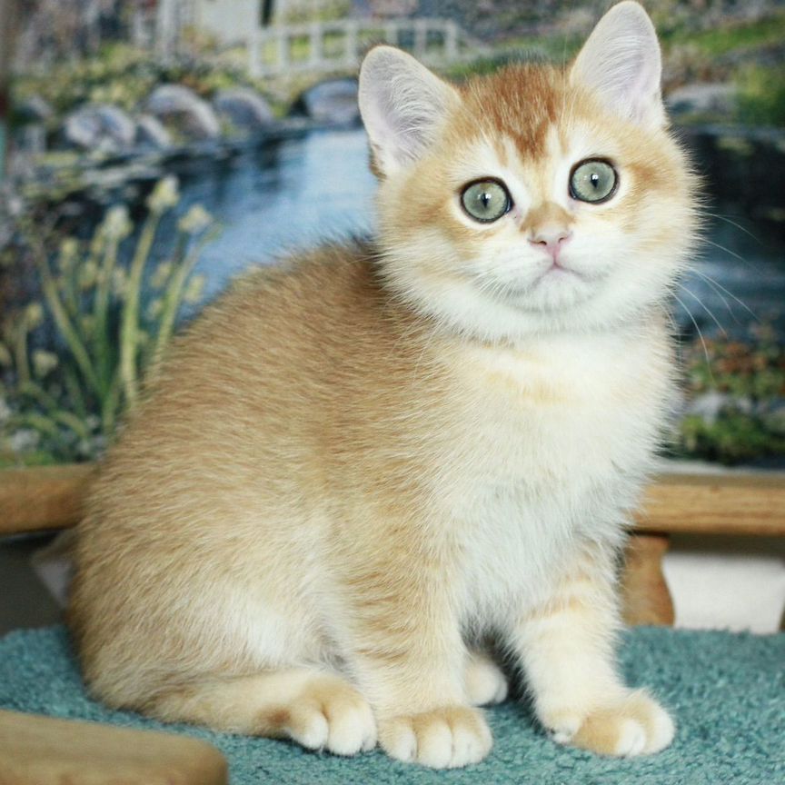 Британский котенок