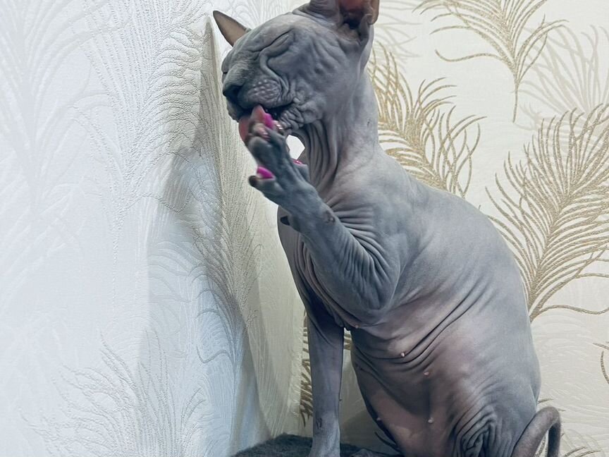 Донской сфинкс кошка
