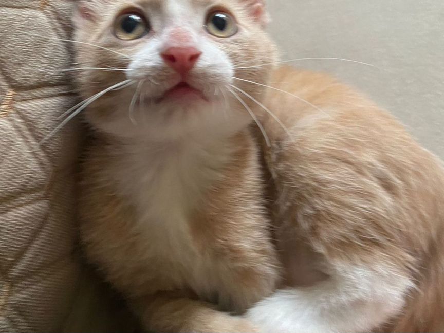 Котенок в добрые руки