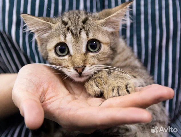 Скарлетт, самая нежная мордашка