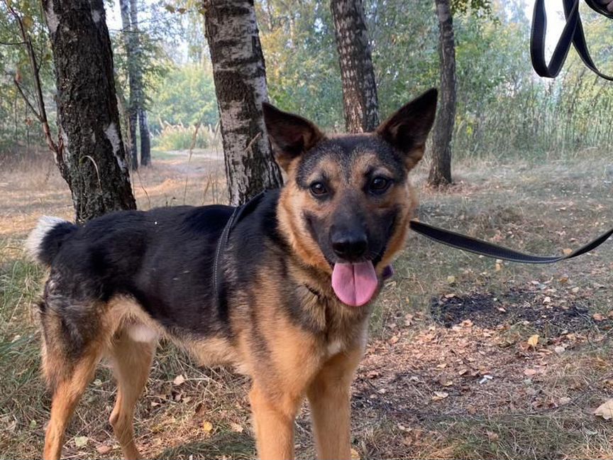 Собака маленькая