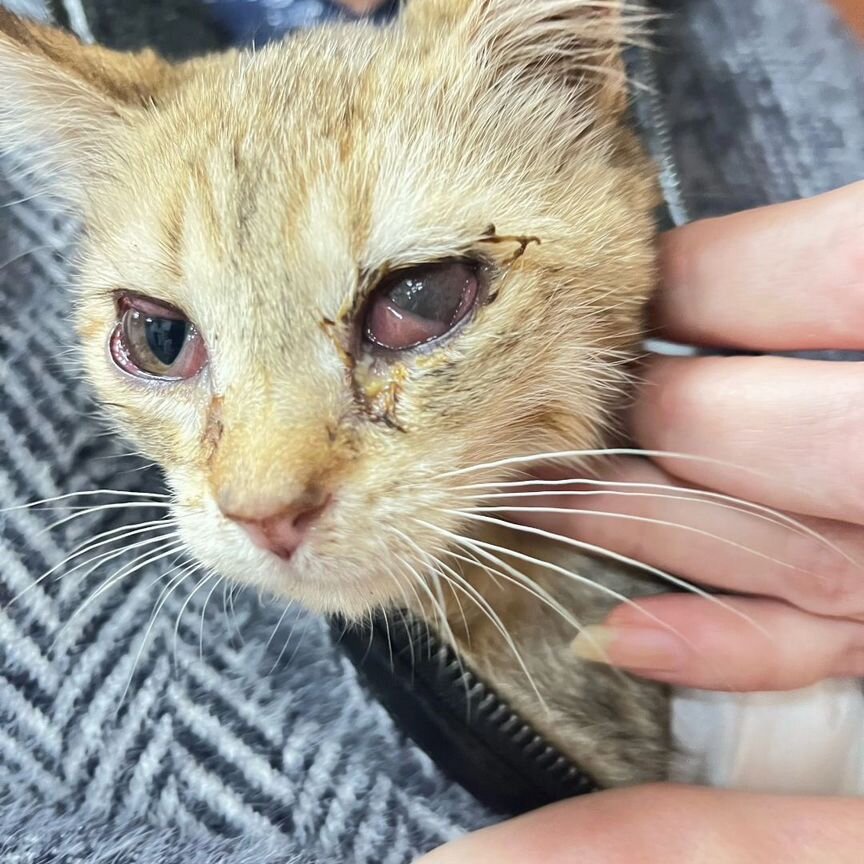 Котенок Антошка