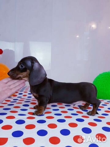 Такса миниатюрная. РКФ