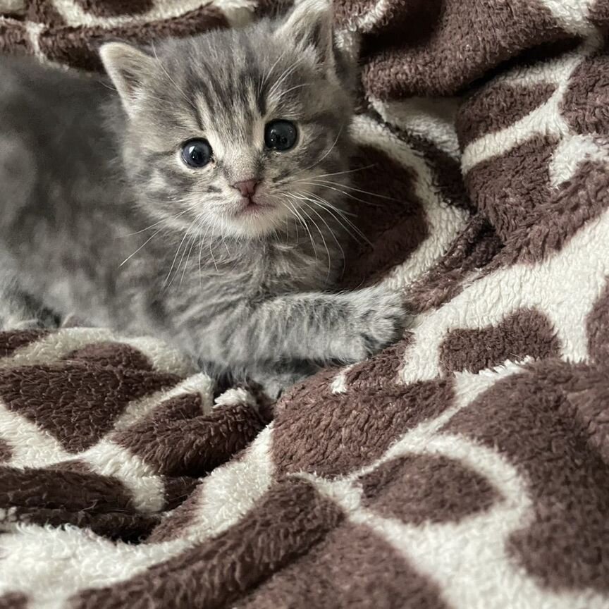 Котятки в добрые руки