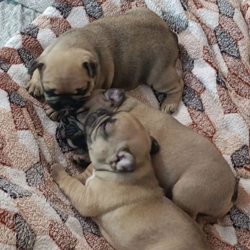 Французский бульдог, щенок