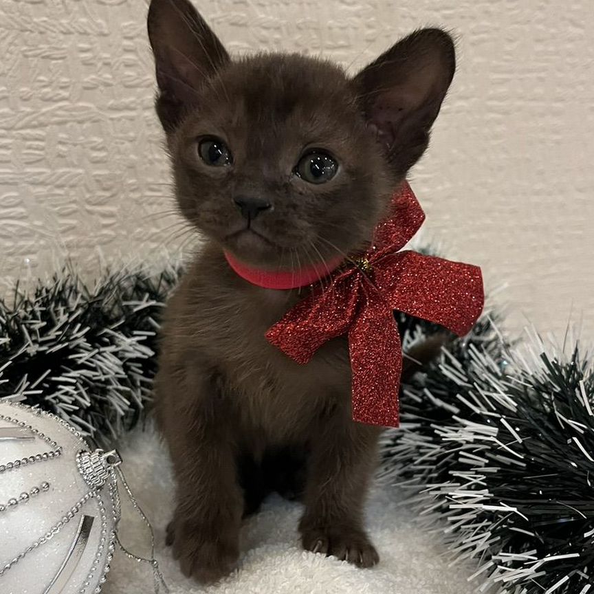 Европейский бурманский котёнок