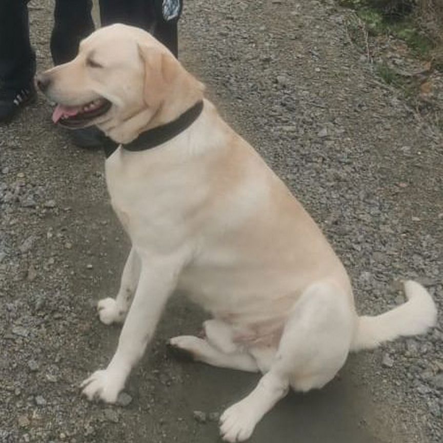 Лабрадор-ретривер, взрослая собака