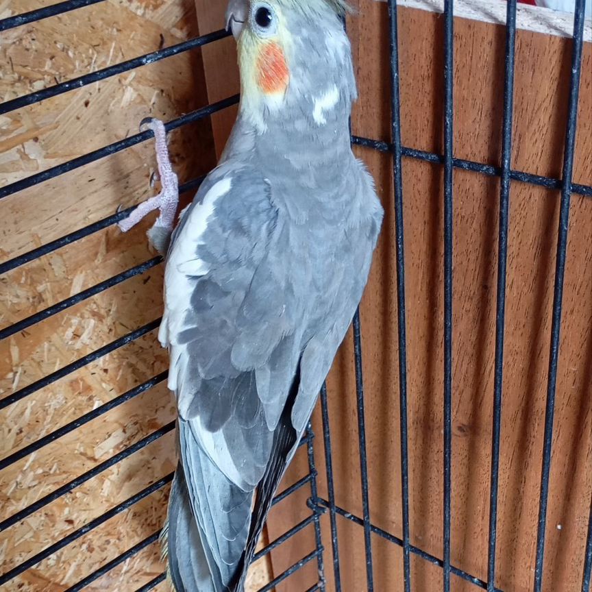 Попугай корелла