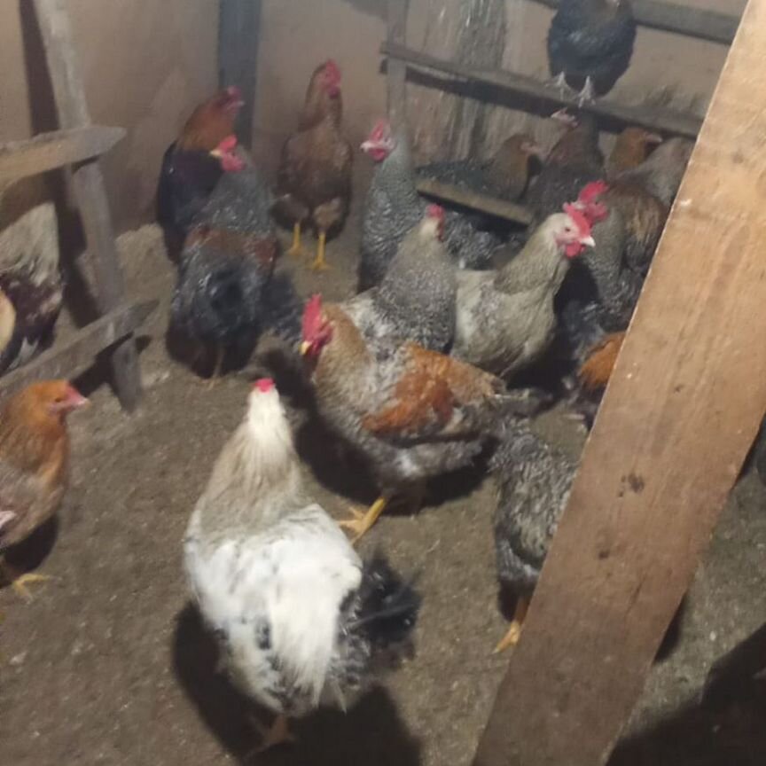 Молодые петухи домашние