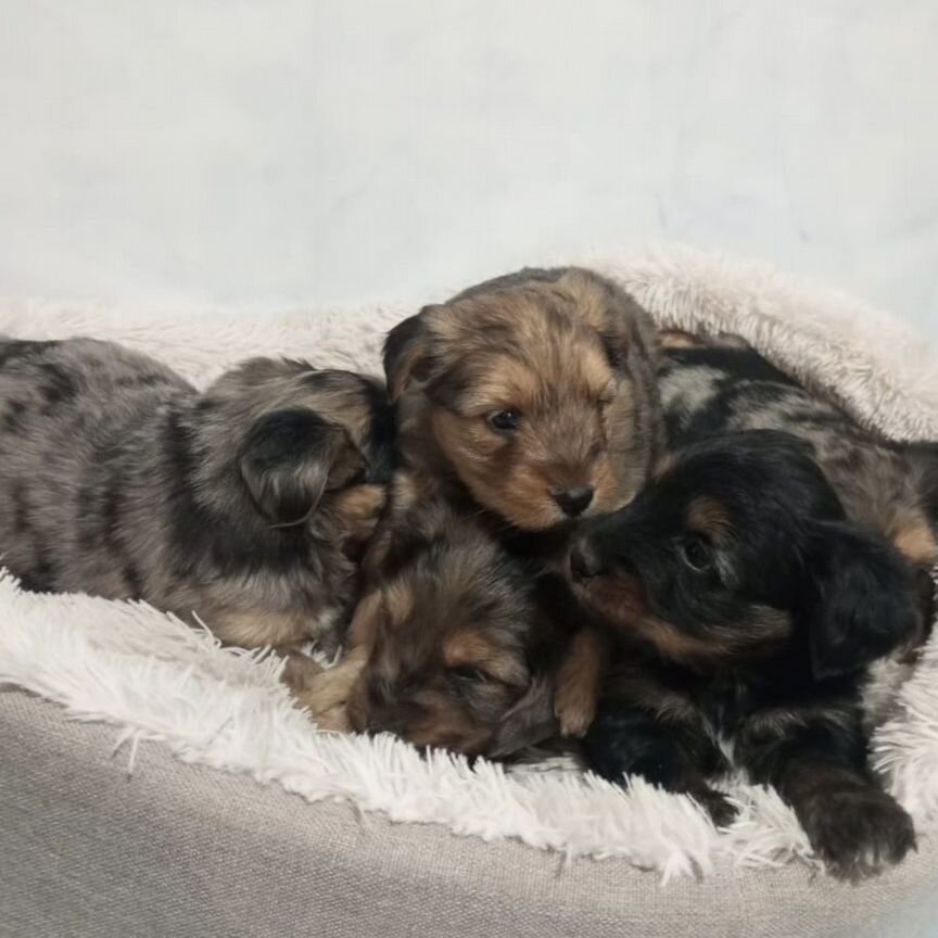 Йоркширский терьер, щенок