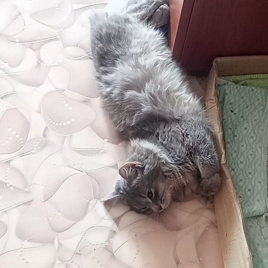 Отдам бесплатно в добрые руки