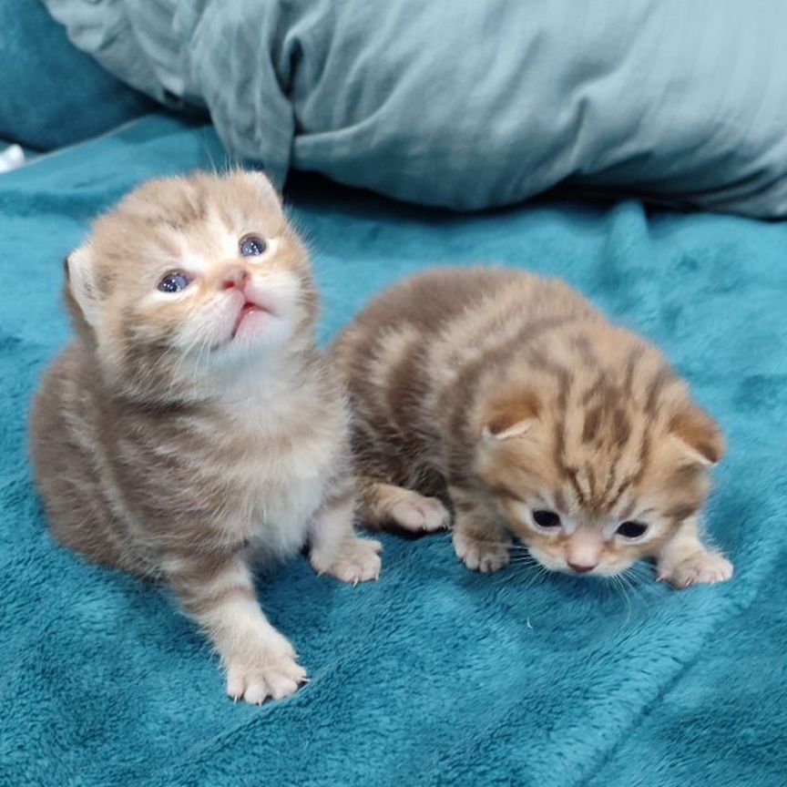Шотландский вислоухий короткошёрстный котёнок