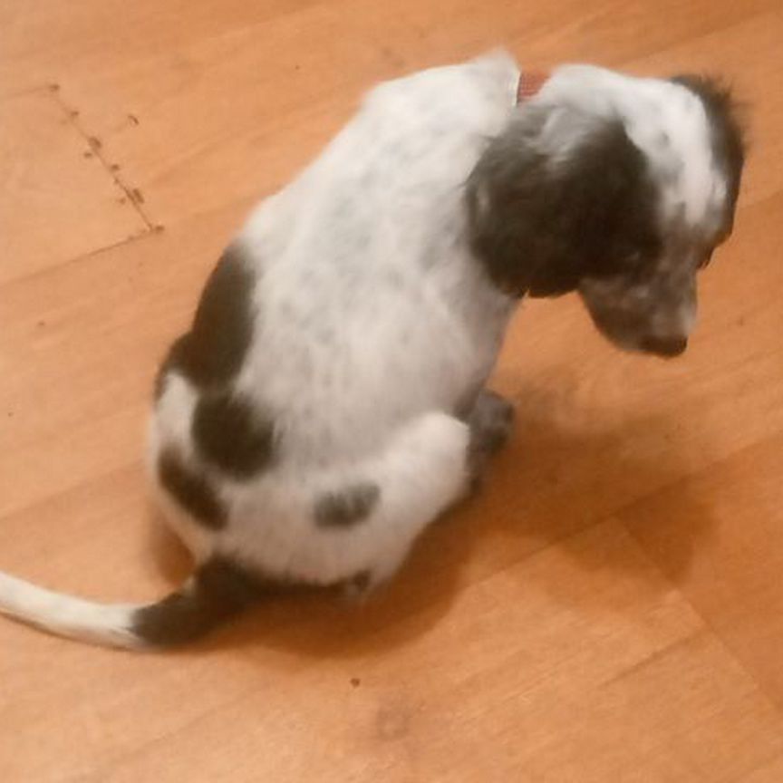 Русский охотничий спаниель, щенок