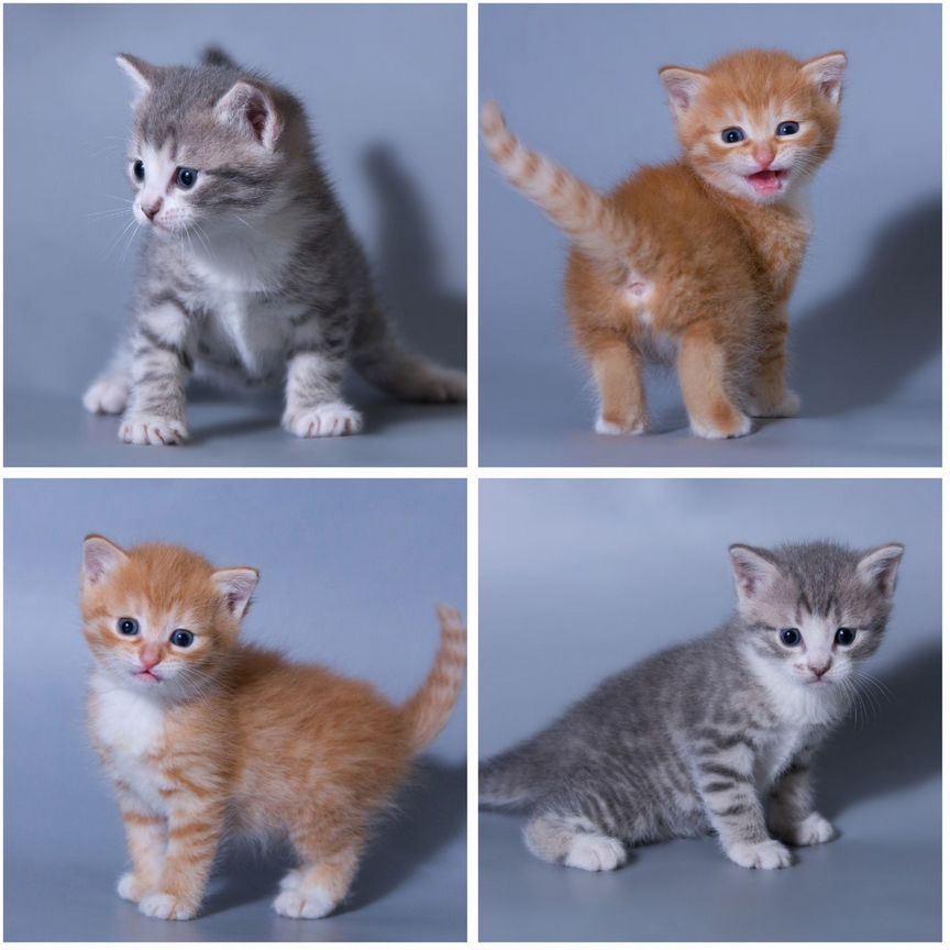 Беспородные котята. Ищем хозяев