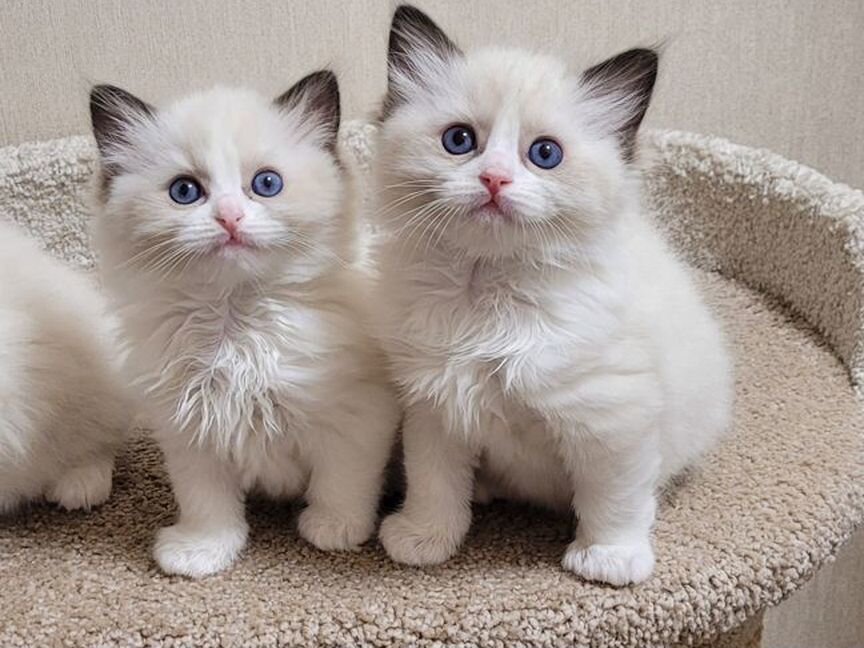 Котята Рэгдолл