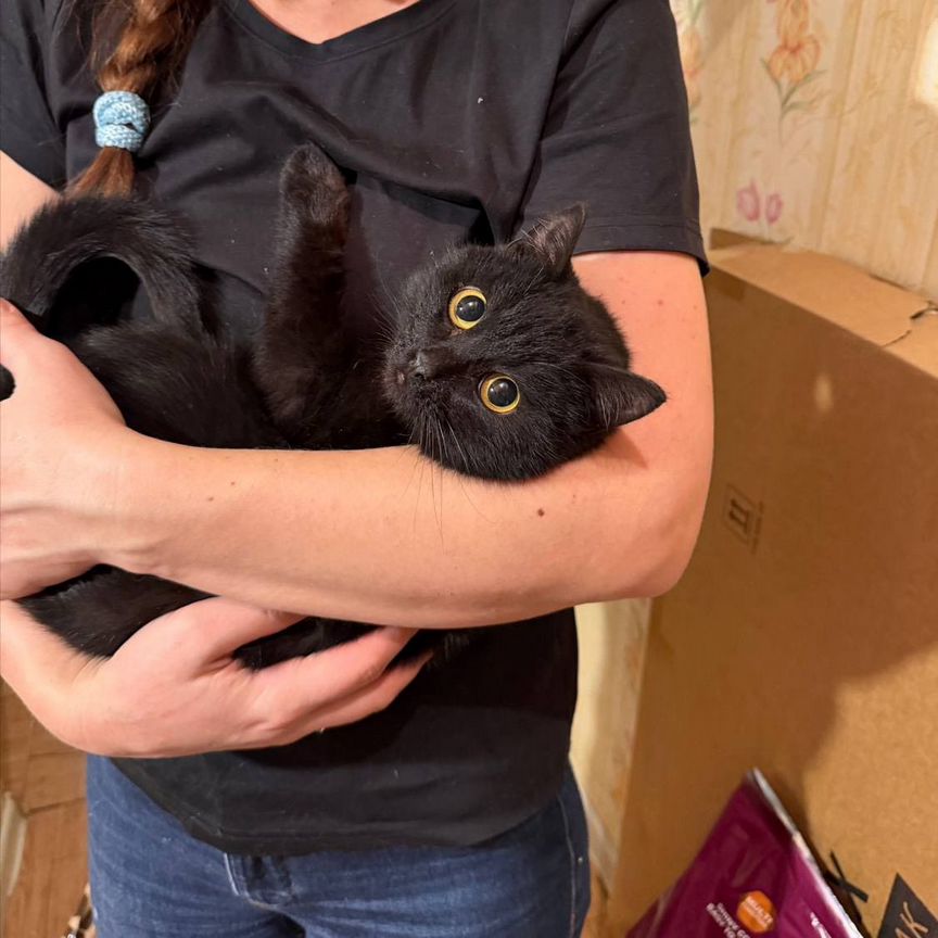 Котёнок в добрые руки