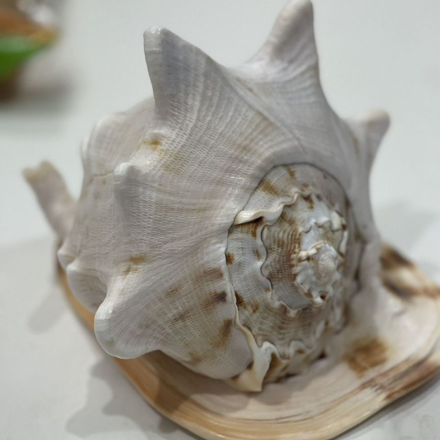 Ракушка морская большая