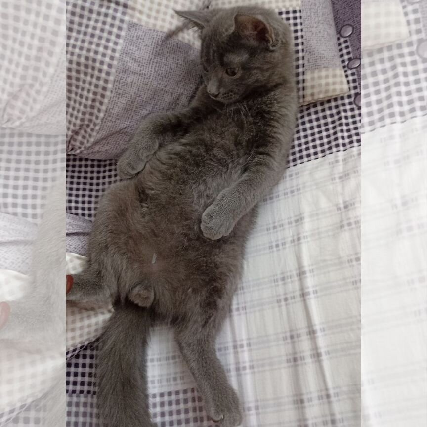 Русский голубой котёнок