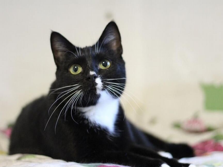 Ласковая кошка, которую 4 года никто не замечает