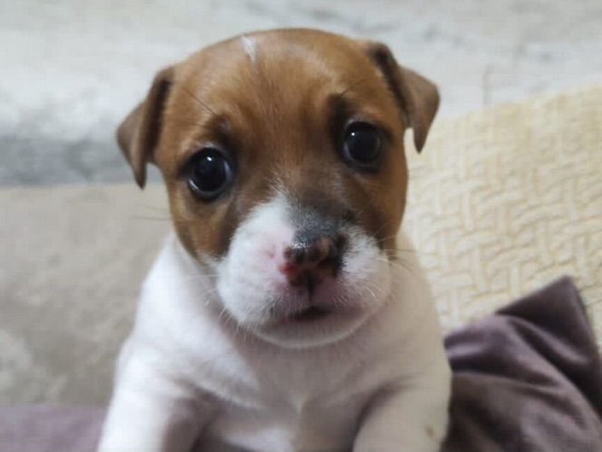 Щенок джек рассел