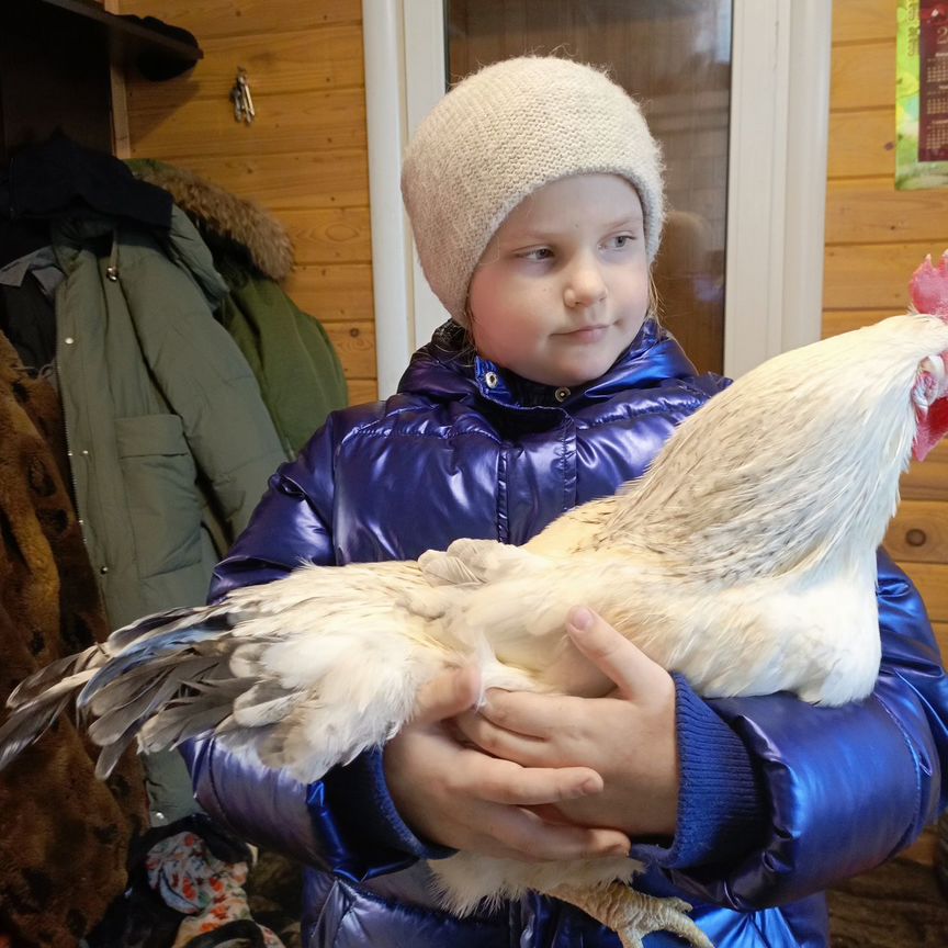 Петушки молодые