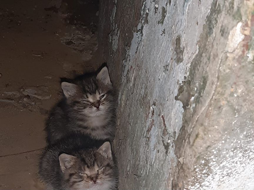 Спасенные котята из подвала,бездомные котята