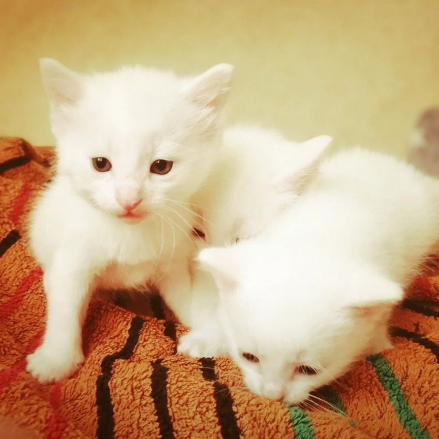 Ангорские котята
